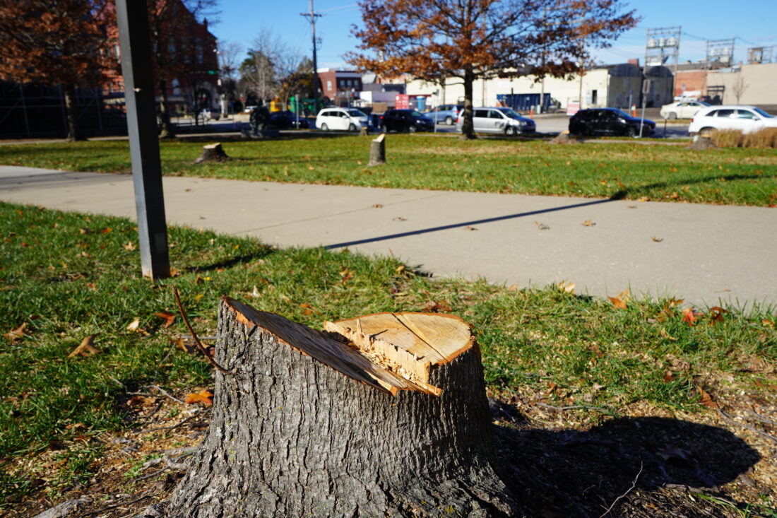 Trees on courthouse lawn cut down; county says they died after ...